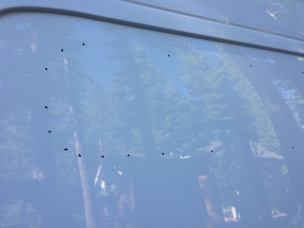 Installing rear windows in a Sprinter Van – RadVanAdventures.com